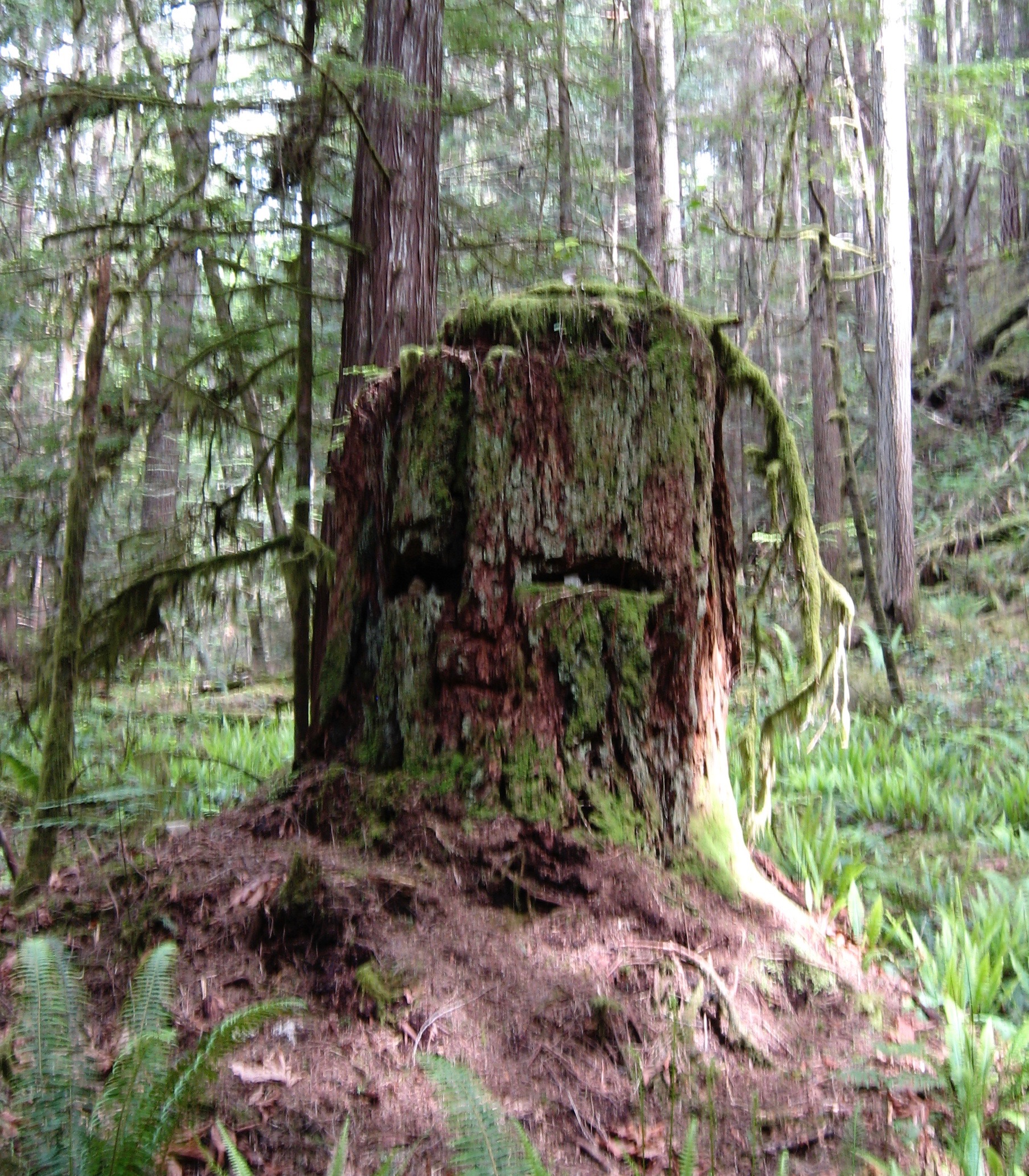 In Praise of Shrimp – Grun Adventures